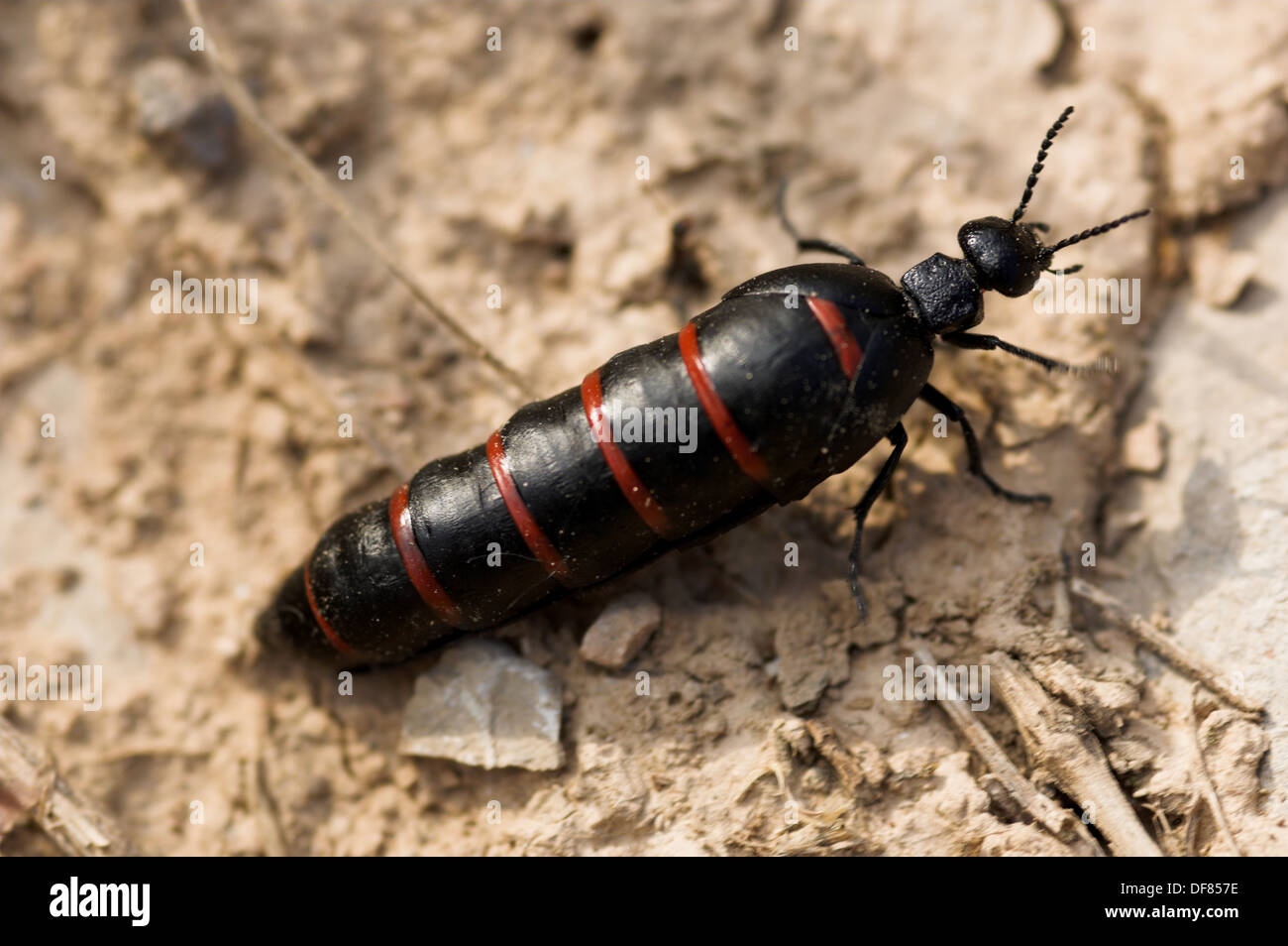 Spanish oil beetle hi-res stock photography and images - Alamy