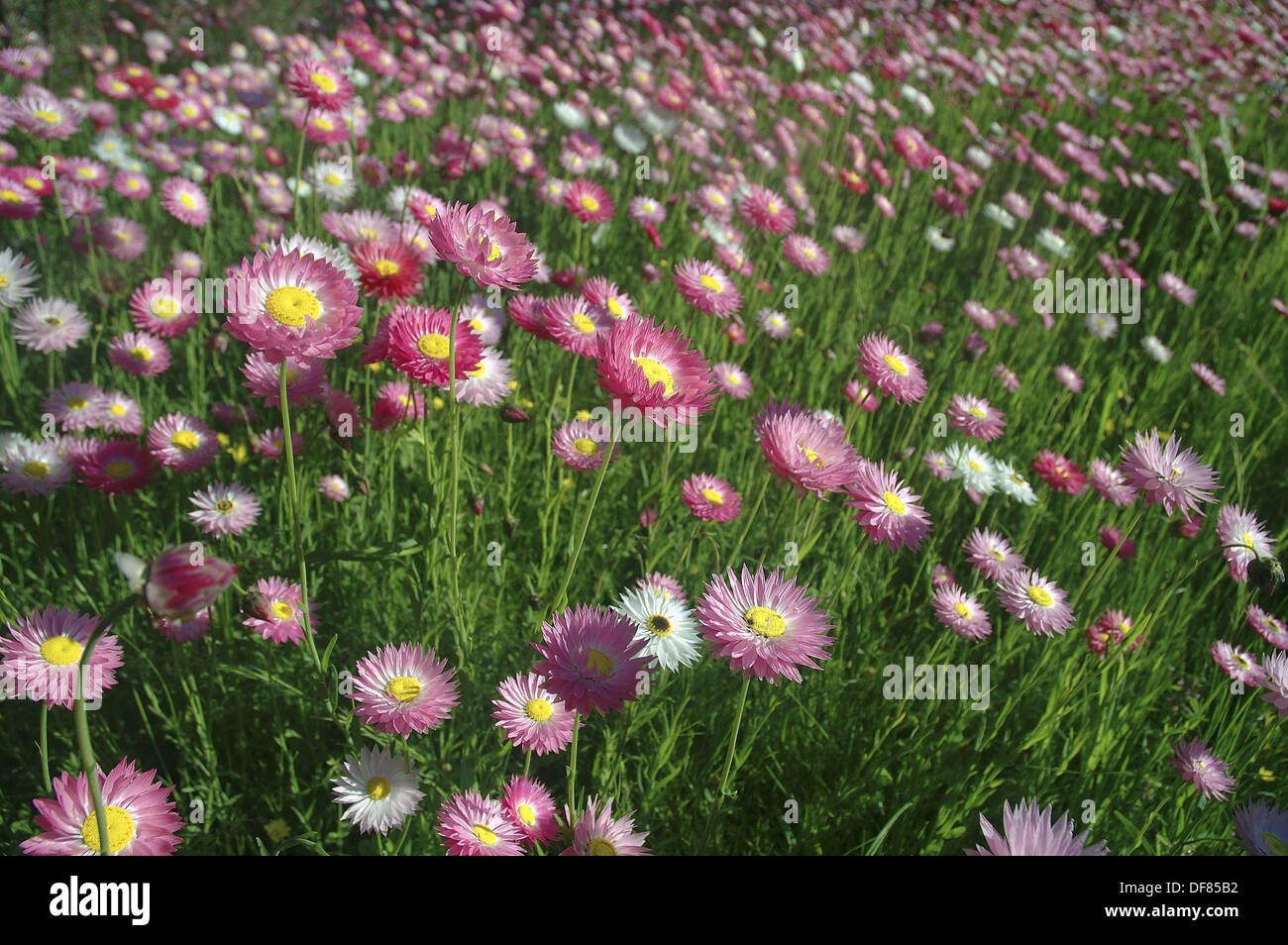 Australian native paper daisy hi-res stock photography and images - Alamy