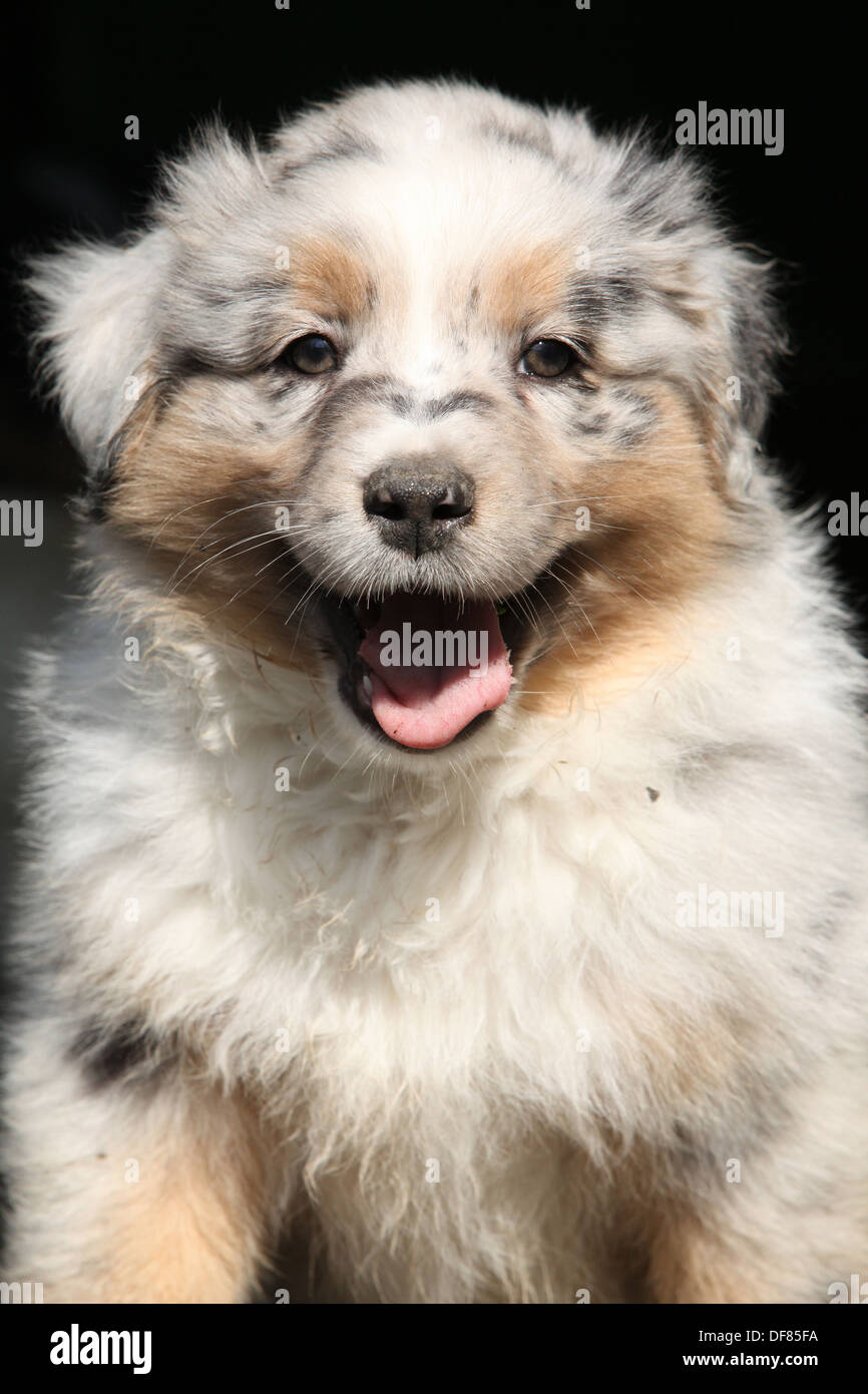 Portrait of gorgeous australian shepherd puppy on black background ...