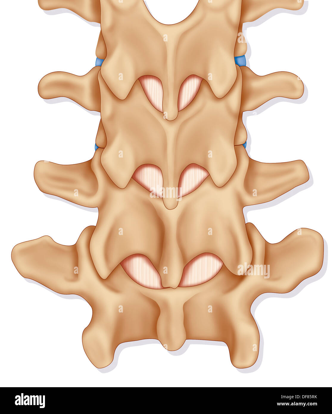 Lumbar vertebra hi-res stock photography and images - Alamy