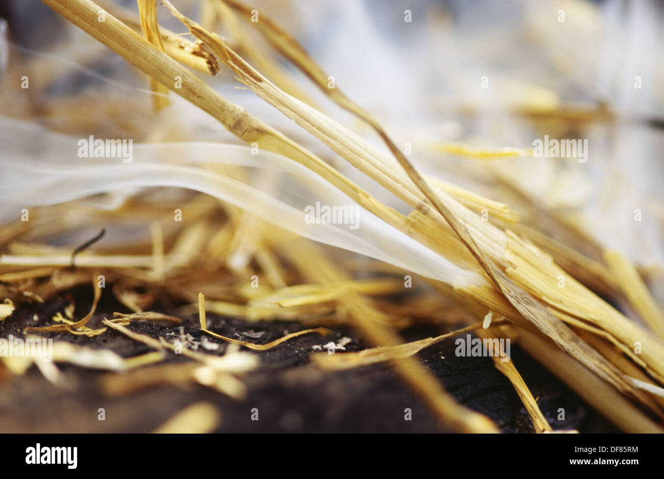 Straw burned hi-res stock photography and images - Alamy