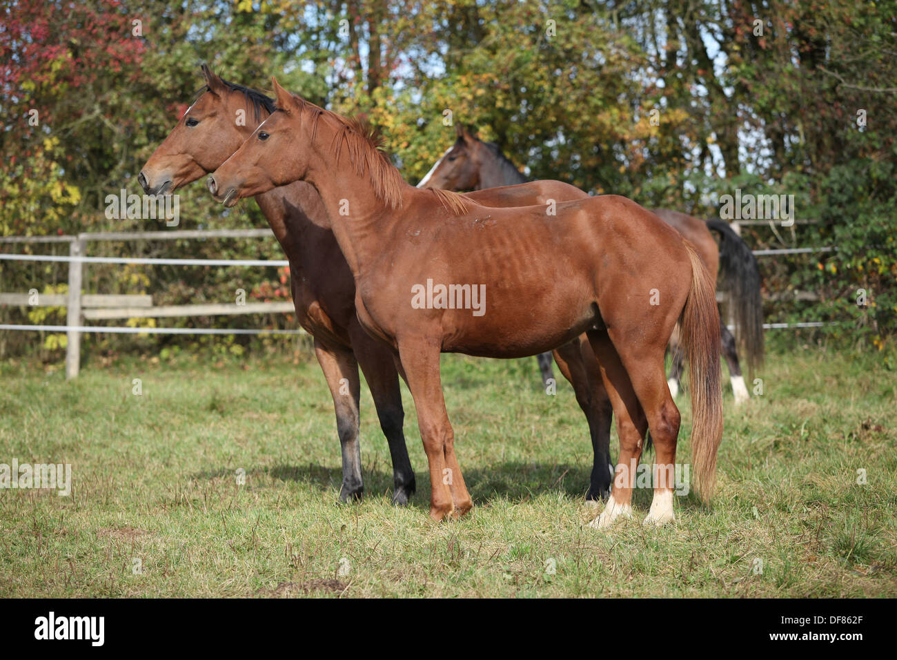 Three horses resting in hi-res stock photography and images - Alamy