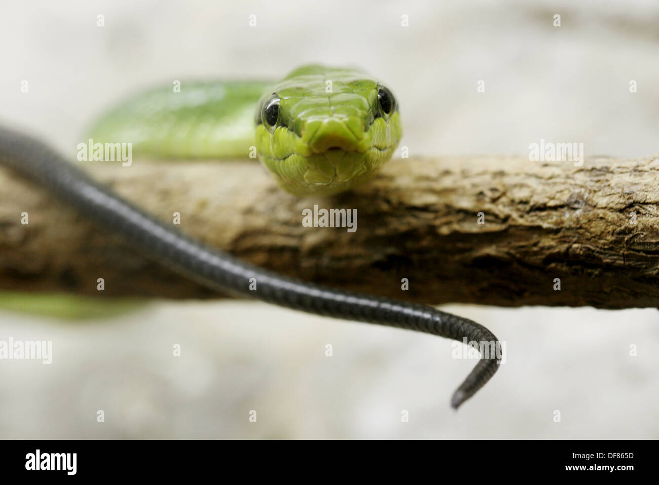 Red racer snake hi-res stock photography and images - Alamy