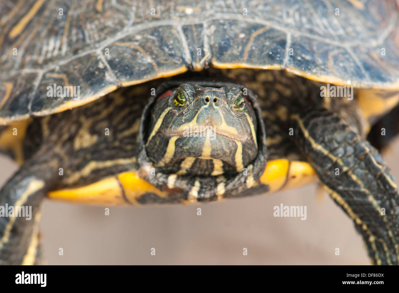 Slider trachemys hi-res stock photography and images - Alamy