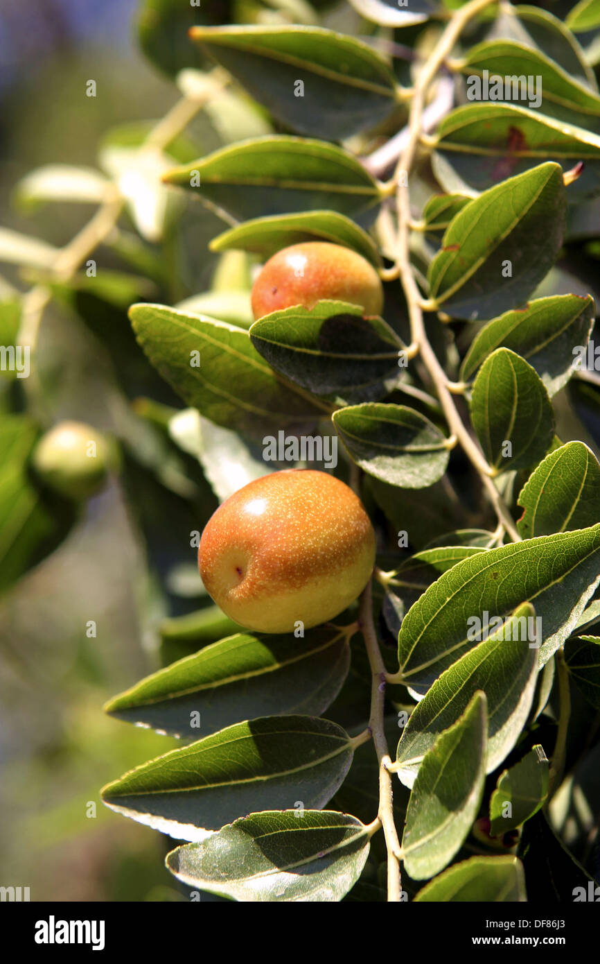 Ziziphus Lotus Ziziphus Lotus High Resolution Stock Photography and ...