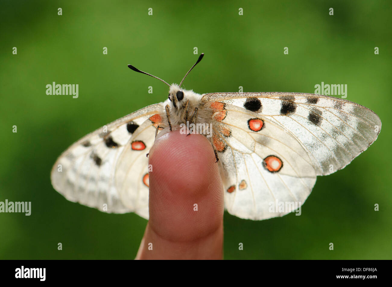 Parnassius apollon hi-res stock photography and images - Alamy