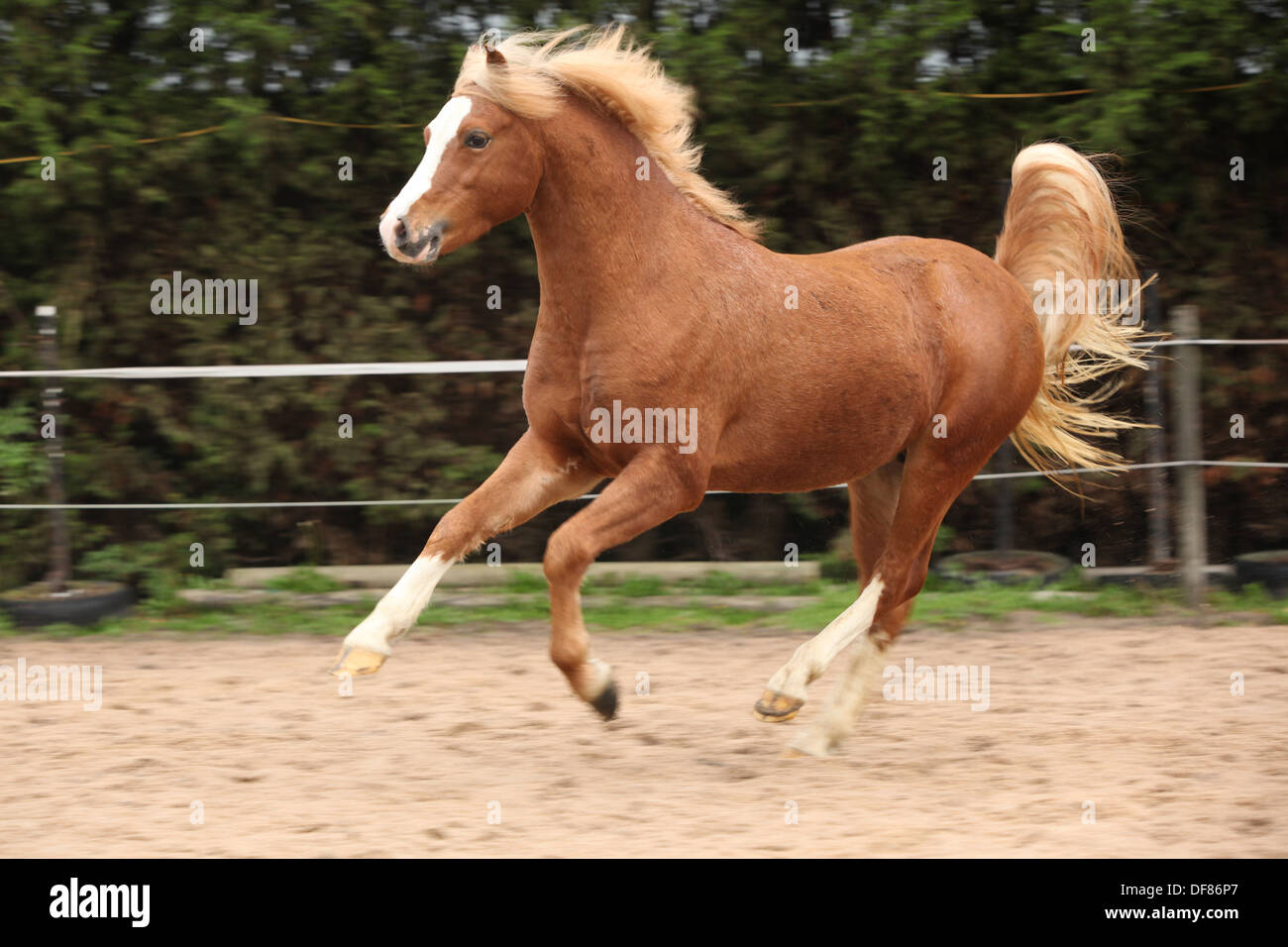 Welsh pony stallion chestnut with blond hair galloping Stock Photo - Alamy