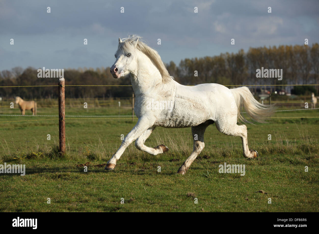 Sweaty welsh mountain pony stallion running on pasturage Stock Photo ...