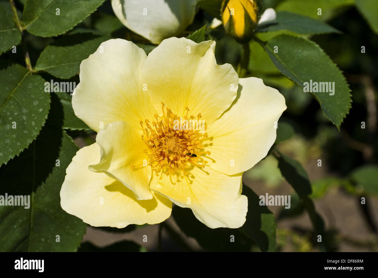 Rose golden wings hi-res stock photography and images - Alamy