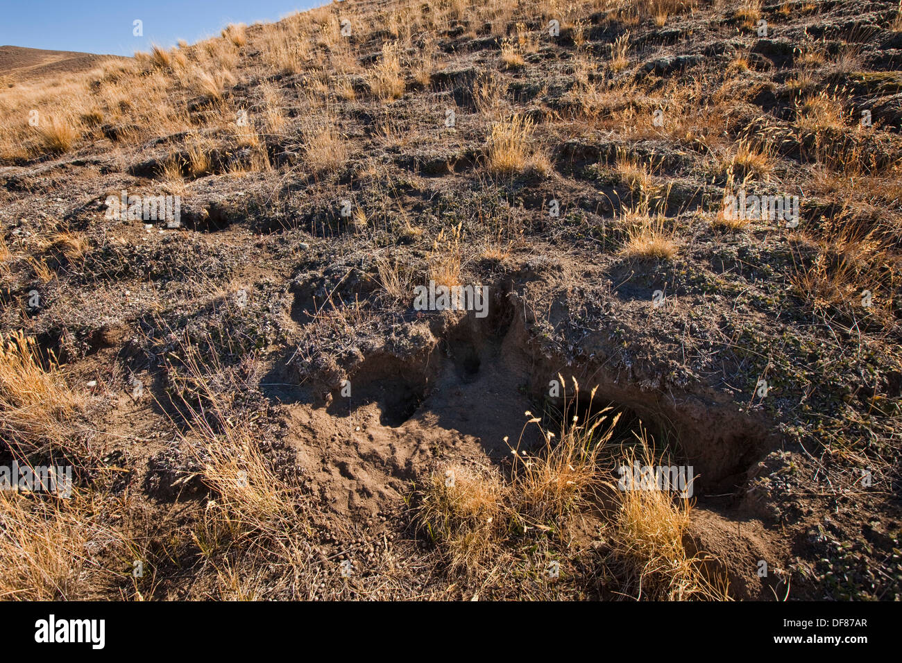 Rabbit damage hi-res stock photography and images - Alamy