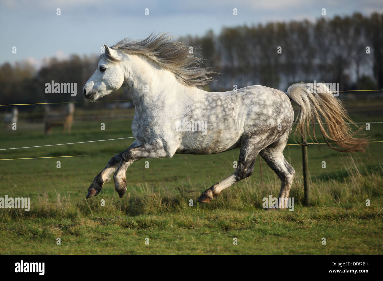 Grey roan young hi-res stock photography and images - Alamy