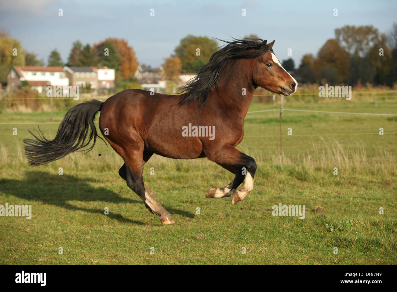 Brown welsh mountain pony stallion with black hair galloping in autumn ...