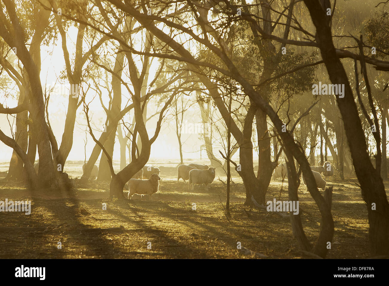 Sheep australia victoria hi-res stock photography and images - Alamy