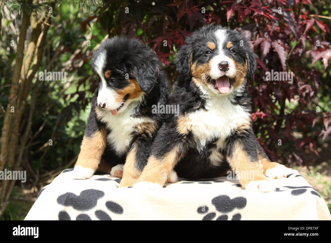 Two Bernese Mountain Dog puppies smiling and sitting on blanket in ...