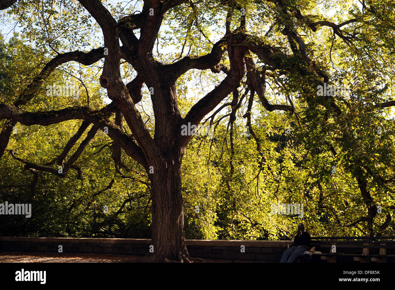 Giant old trees grow at Central Park in Manhatten, New York City, USA ...