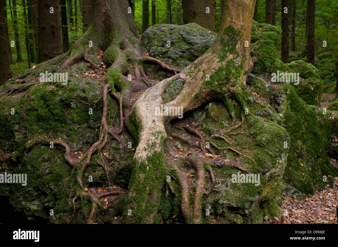 Twisting tree roots hi-res stock photography and images - Alamy