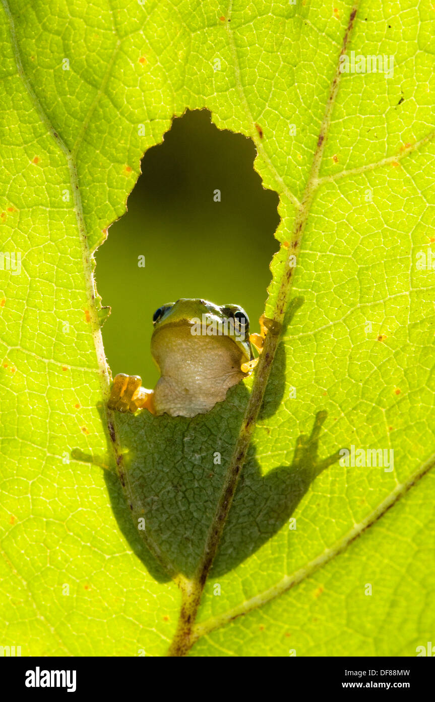 Tree Hole Frog High Resolution Stock Photography and Images - Alamy