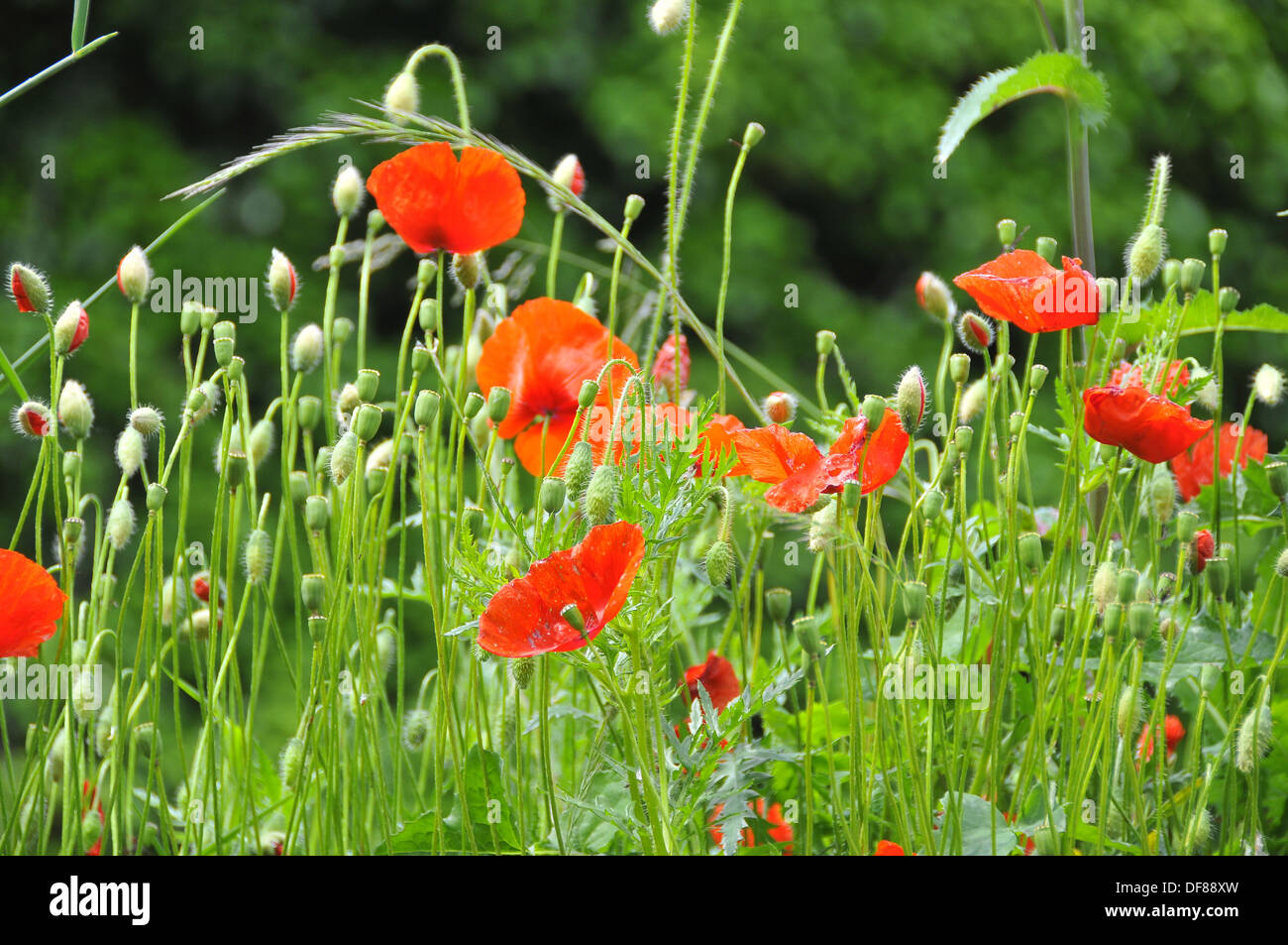 The poppi red hi-res stock photography and images - Alamy
