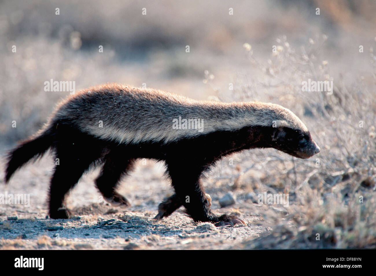 Silver badger hi-res stock photography and images - Alamy