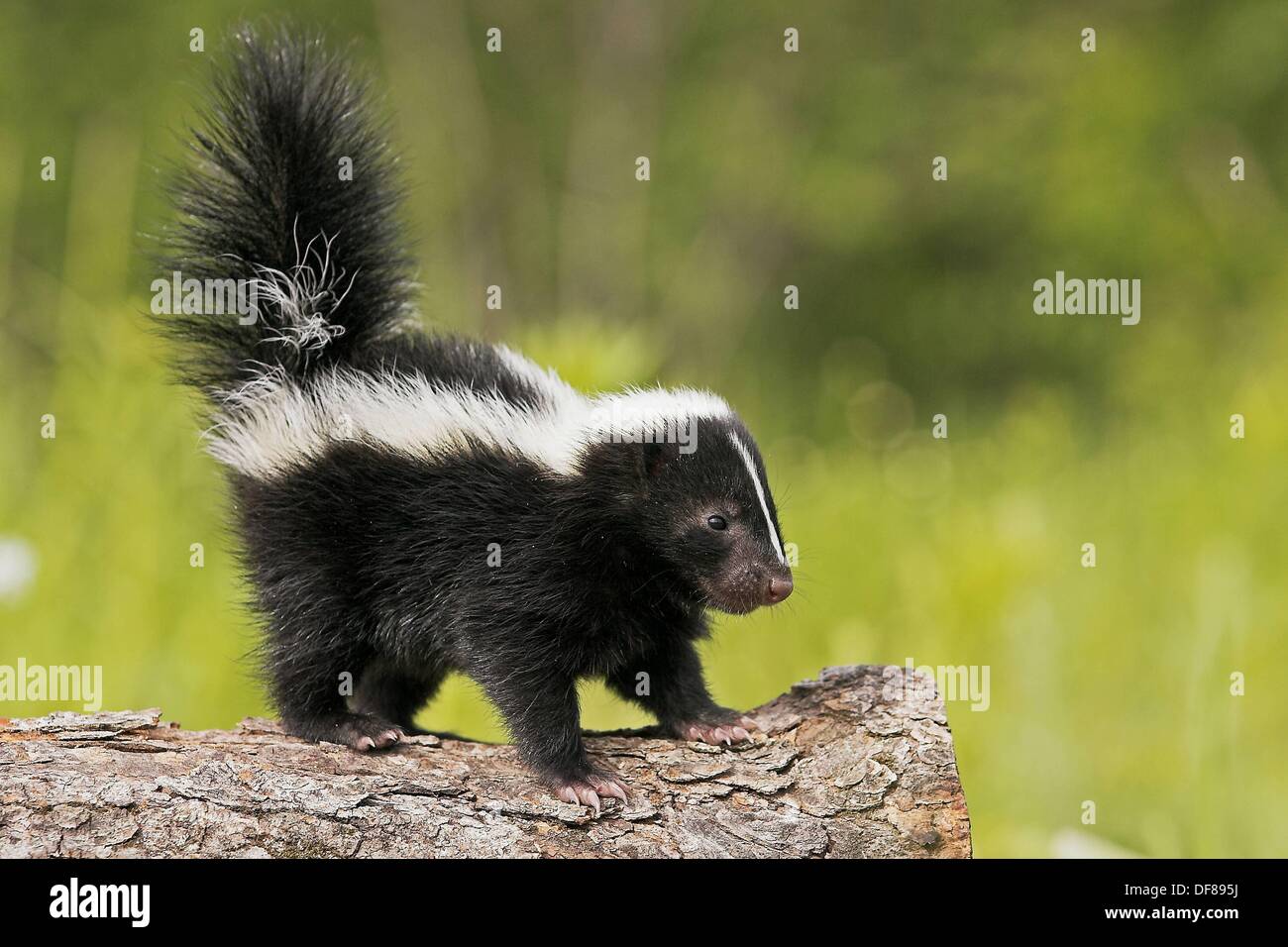 Baby Skunks High Resolution Stock Photography and Images - Alamy
