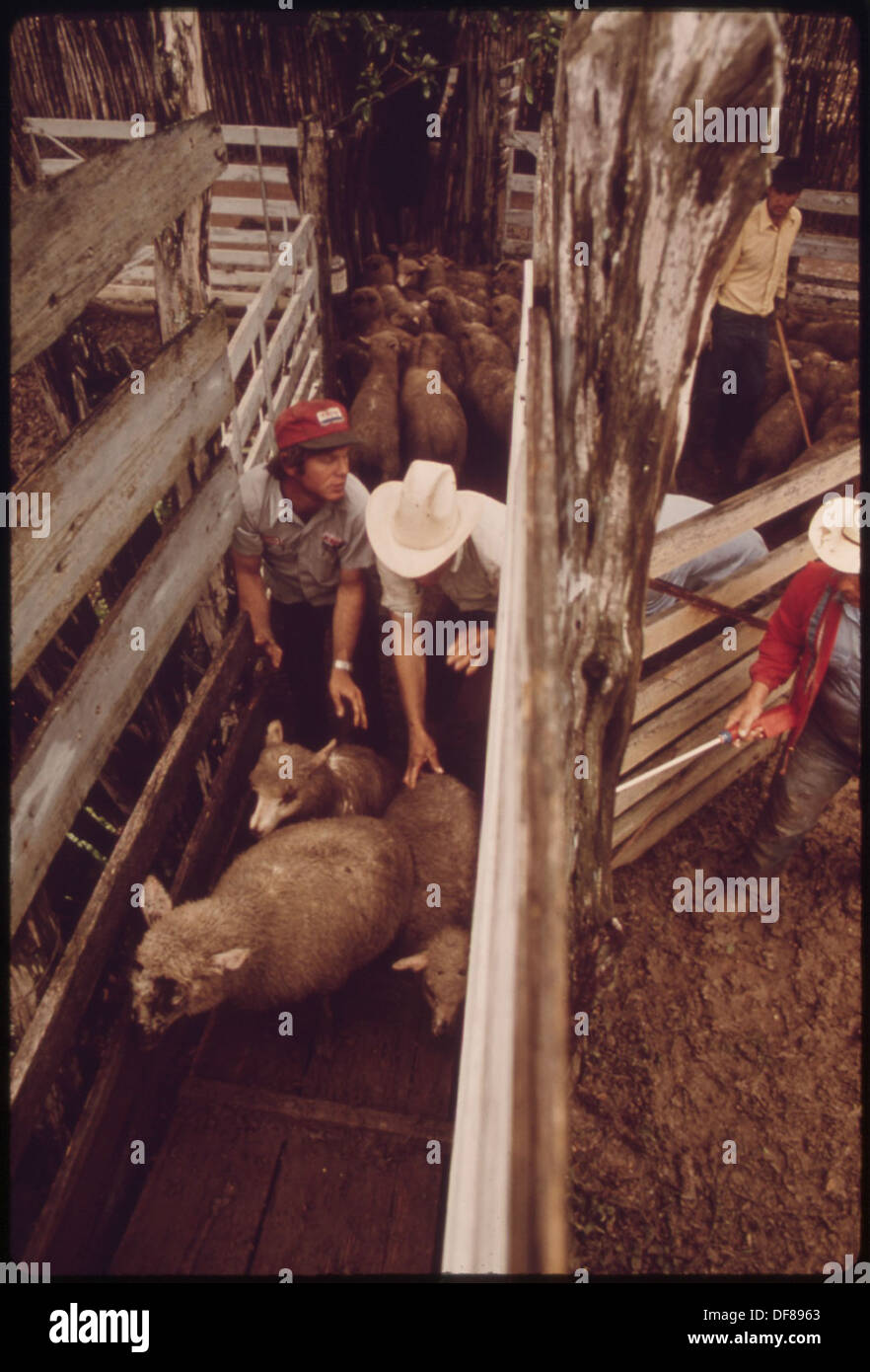 Ranch workers texas hi-res stock photography and images - Alamy