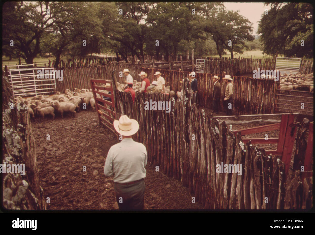 Sheep are being herded toward loading pens on a ranch in Leakey, Texas ...