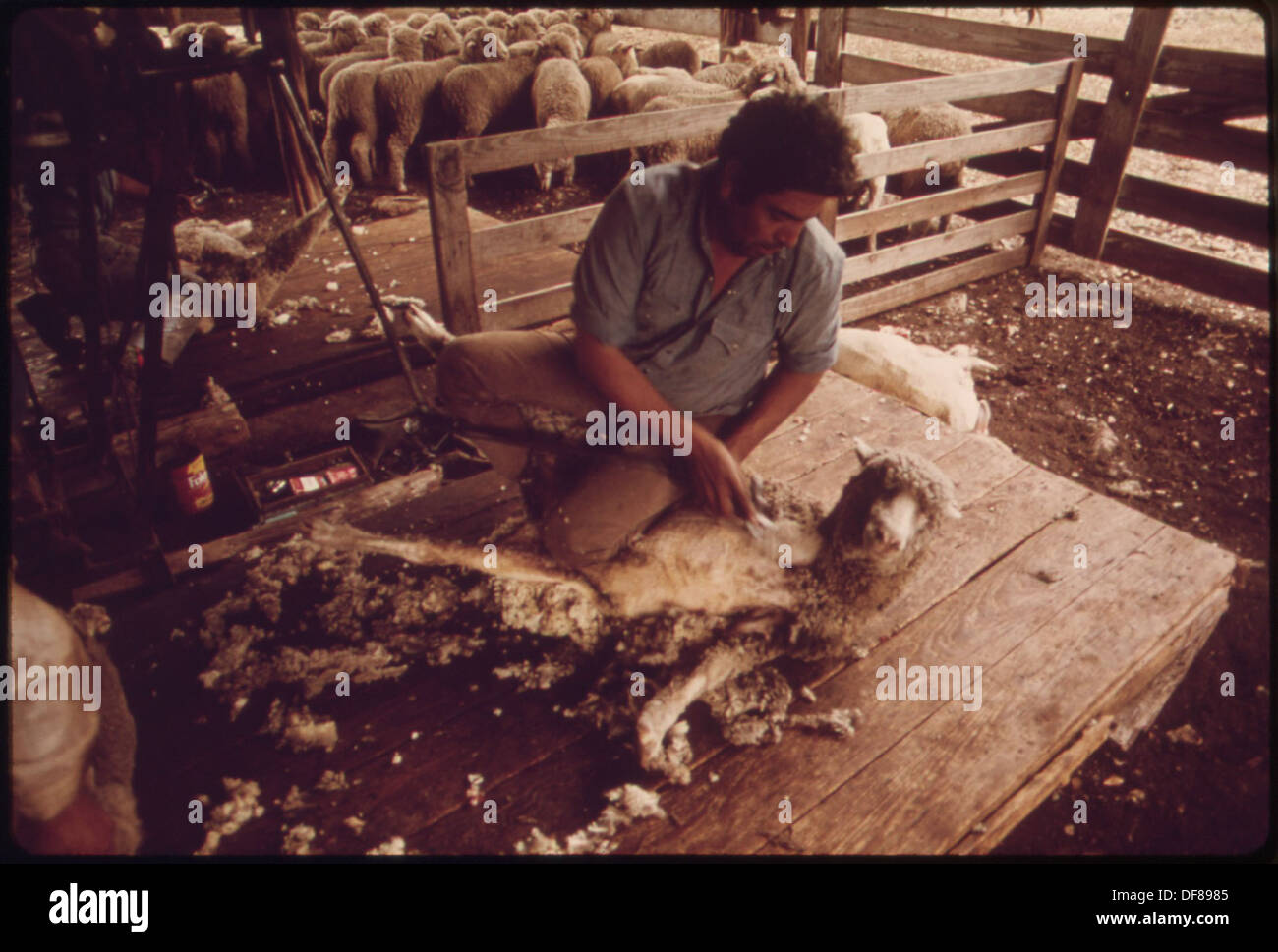 A photograph showing sheep being sheared on a ranch near Leakey, Texas ...