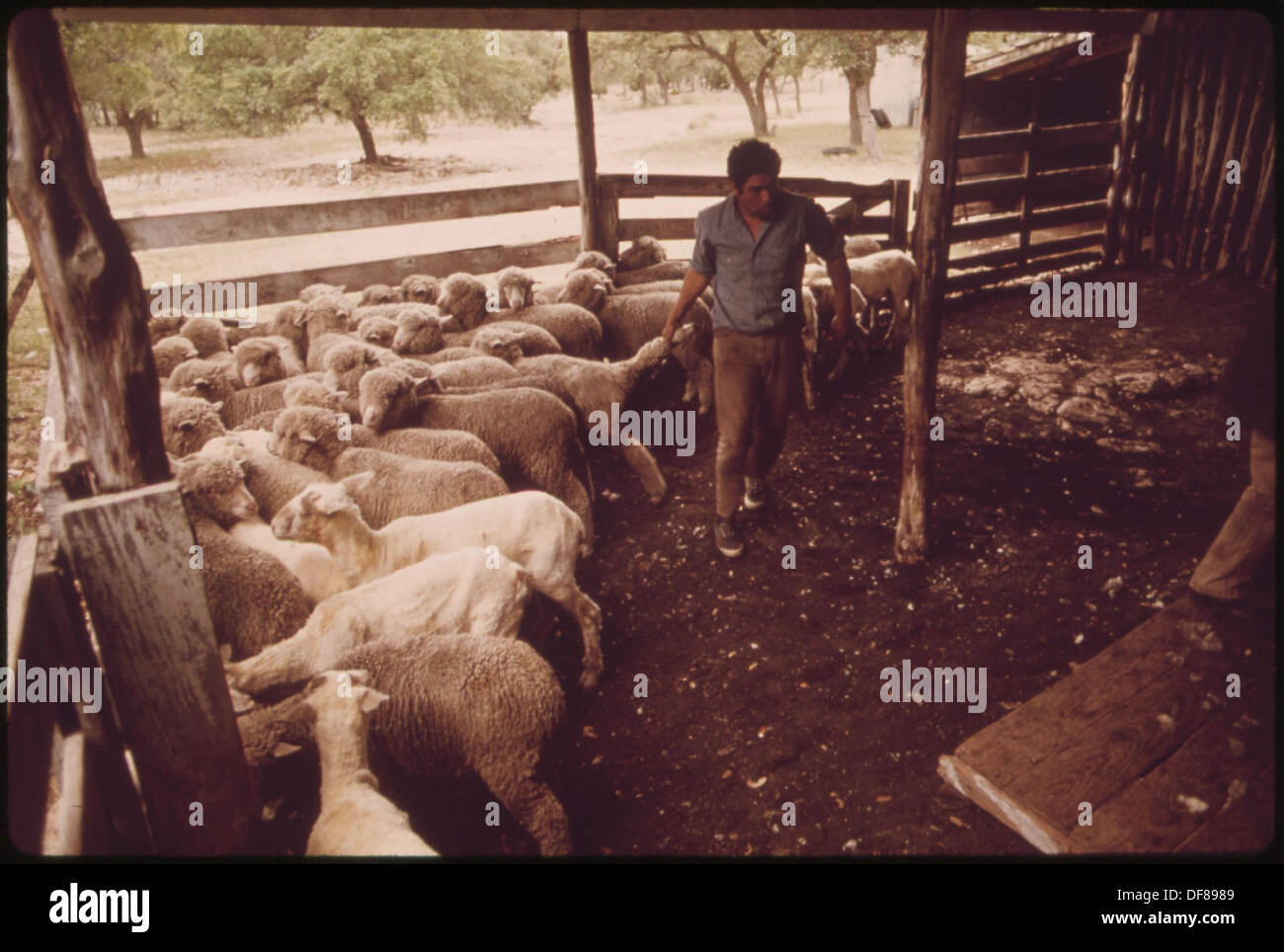 Sheep are being sheared on a ranch near Leakey, Texas, in the San ...