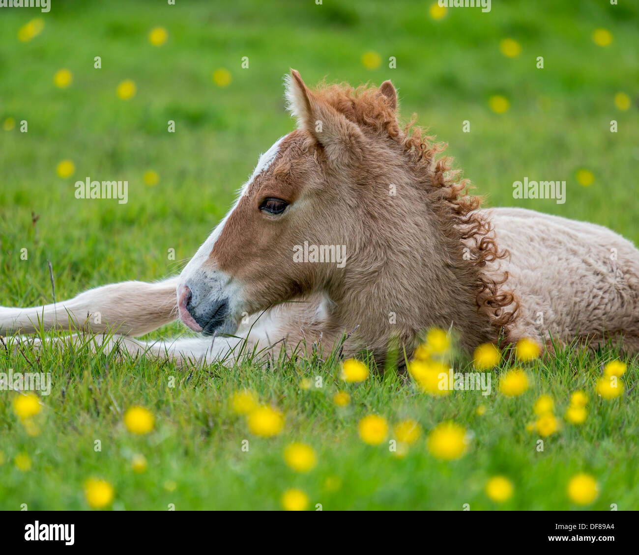 Pure purebred hi-res stock photography and images - Alamy
