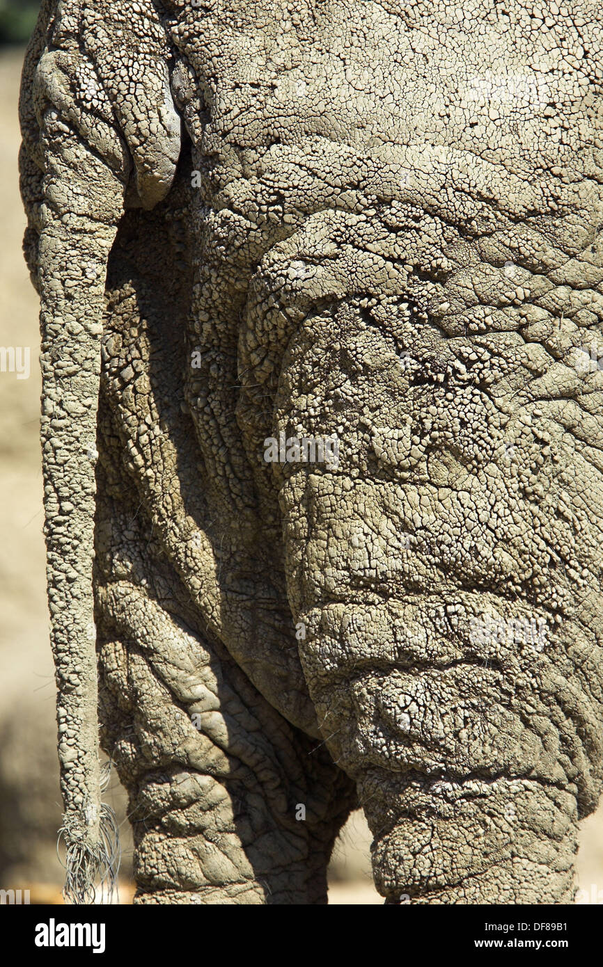 African elephant skin detail and tail hi-res stock photography and ...