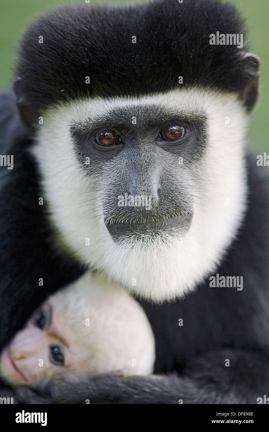 Colobus guereza pair hi-res stock photography and images - Alamy