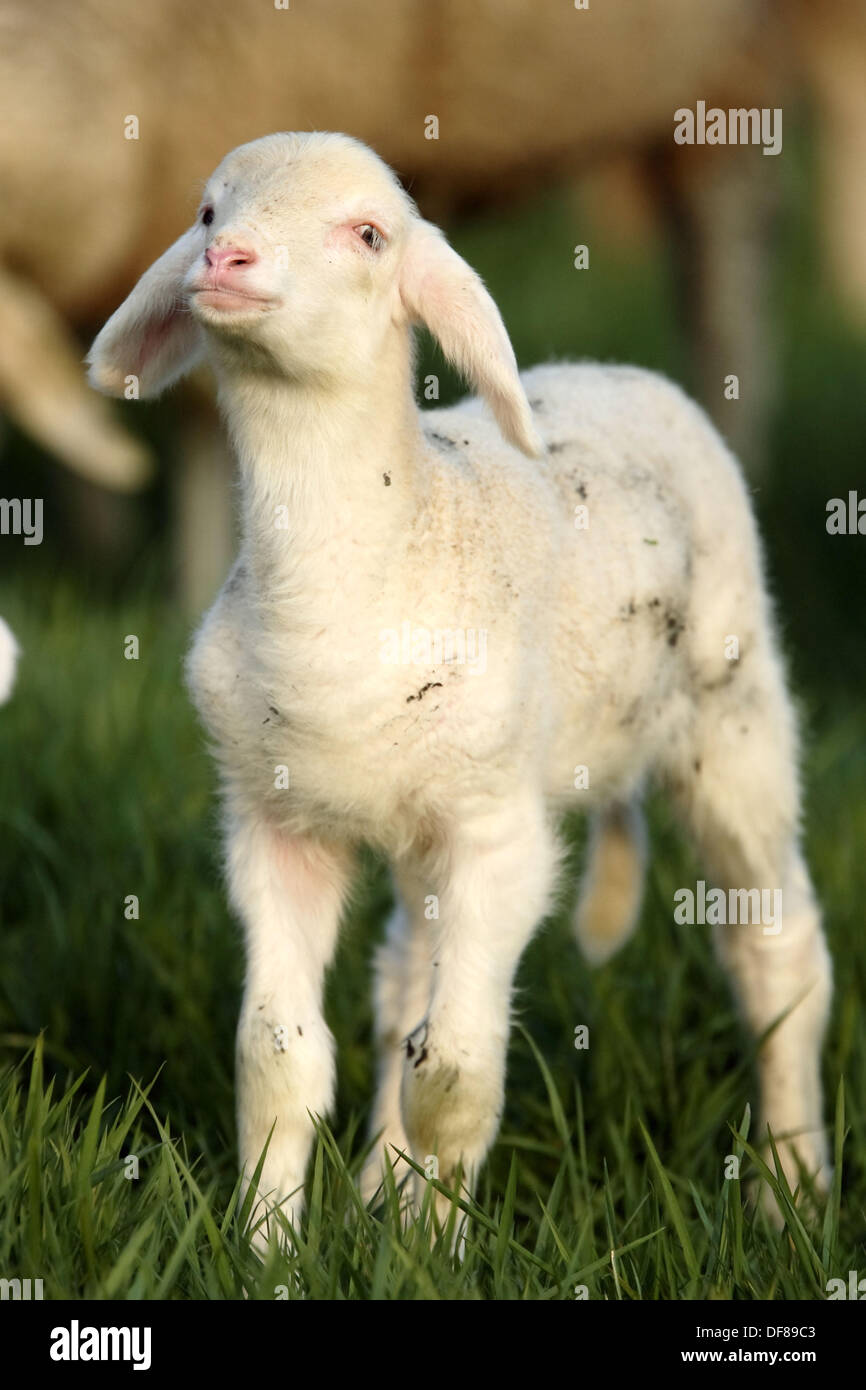 Merino sheep germany hi-res stock photography and images - Alamy