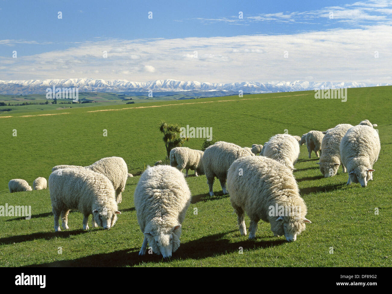 Geraldine new zealand hi-res stock photography and images - Alamy