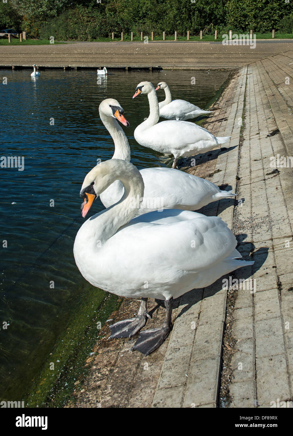 Warning swan hi-res stock photography and images - Alamy