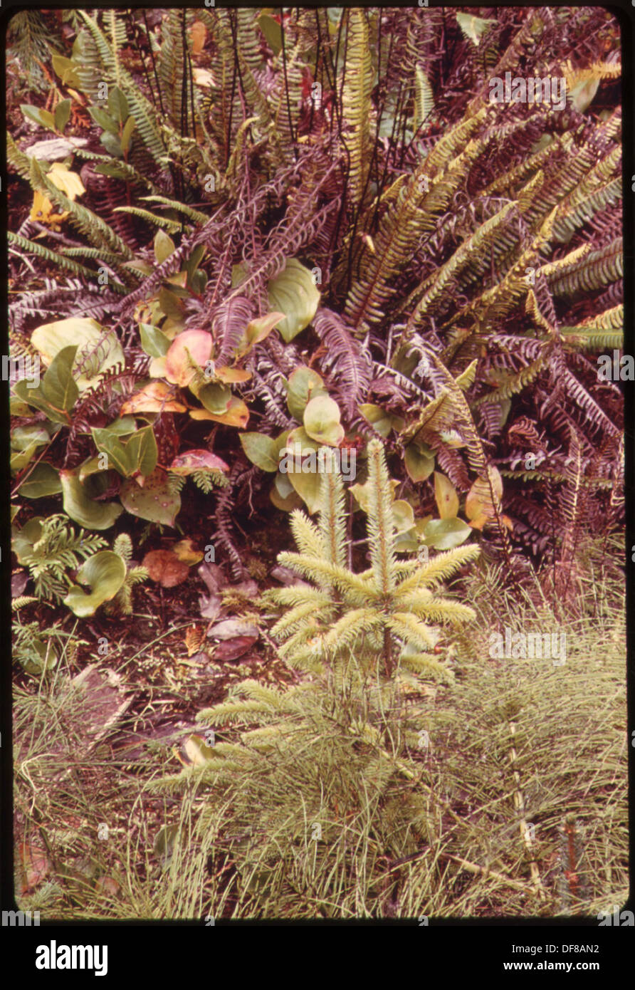 Sitka spruce trees grow alongside a ground cover of salal, deer fern ...