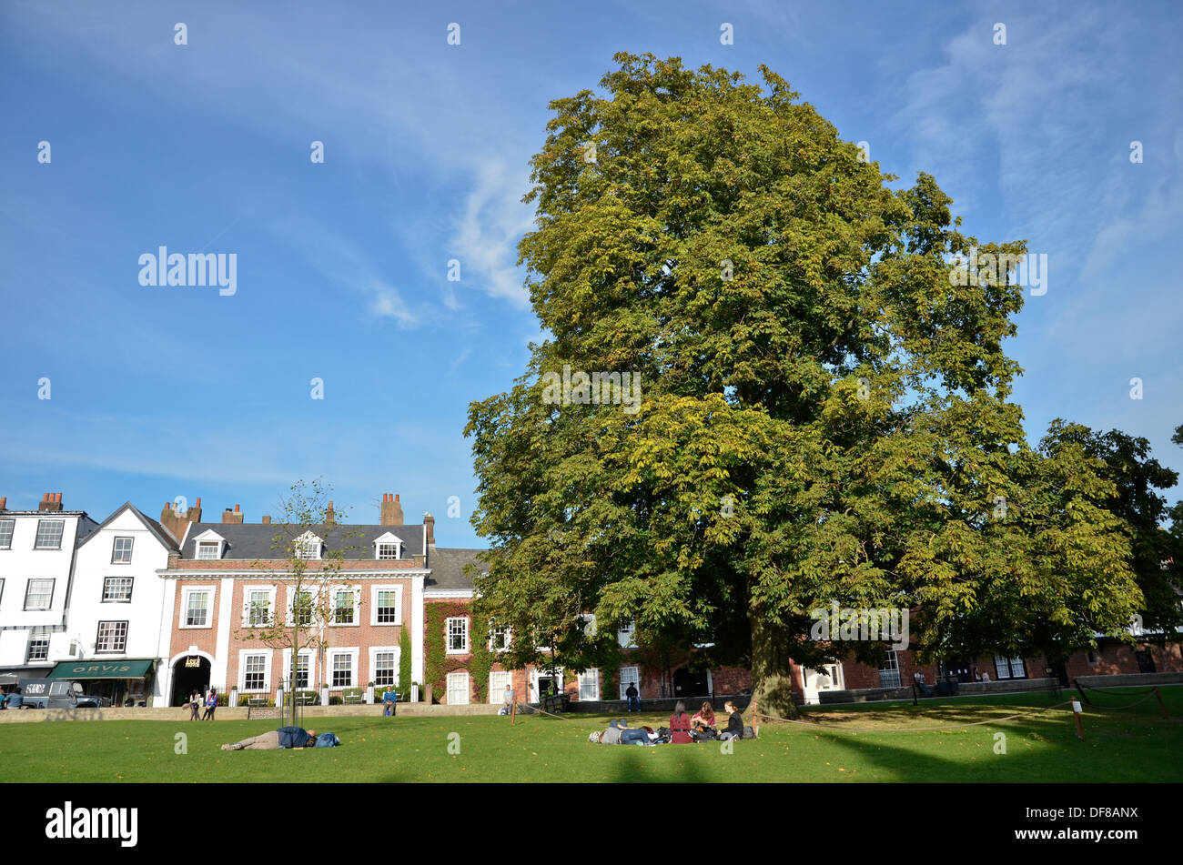 A horse chestnut tree in the Cathedral Yard in Exeter, Devon Stock ...