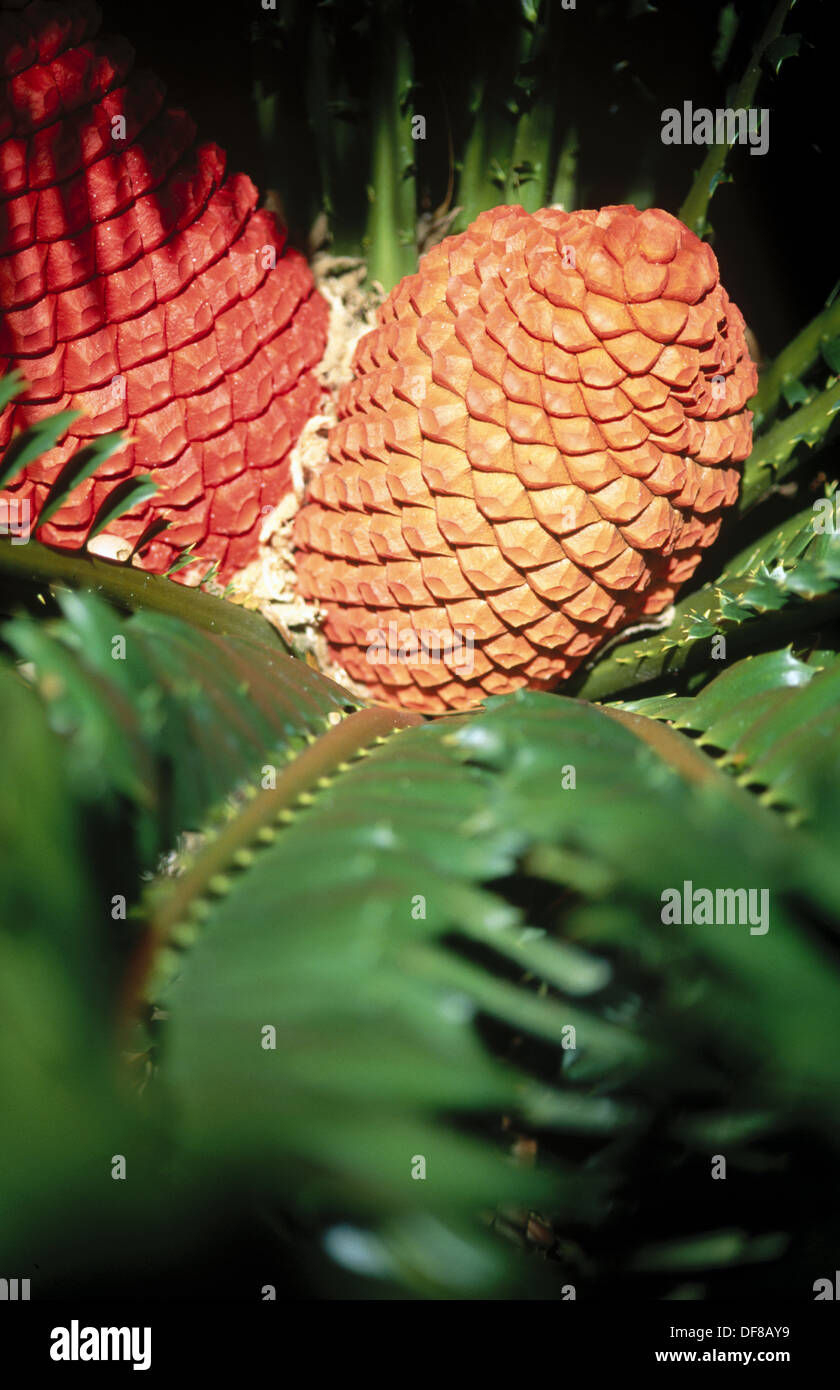 Encephalartos Ferox High Resolution Stock Photography and Images - Alamy