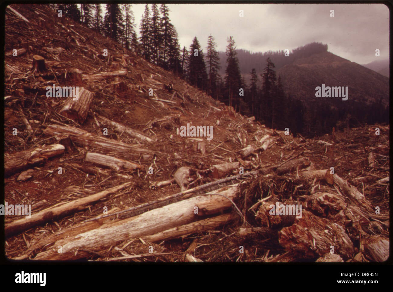 SLASH DECAYING ON A CLEAR-CUT AREA IN OLYMPIC NATIONAL TIMBERLAND ...
