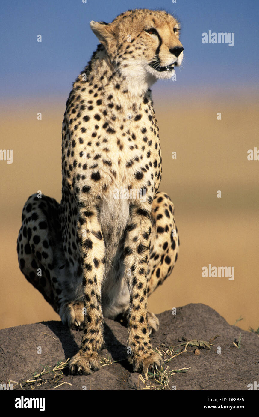 Cheetah sitting on mount hi-res stock photography and images - Alamy