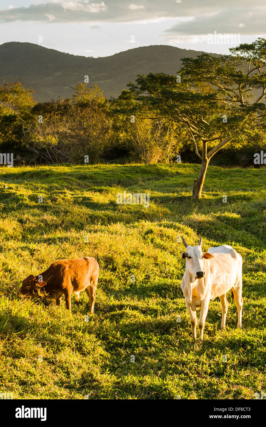 Zebu cattle hi-res stock photography and images - Alamy
