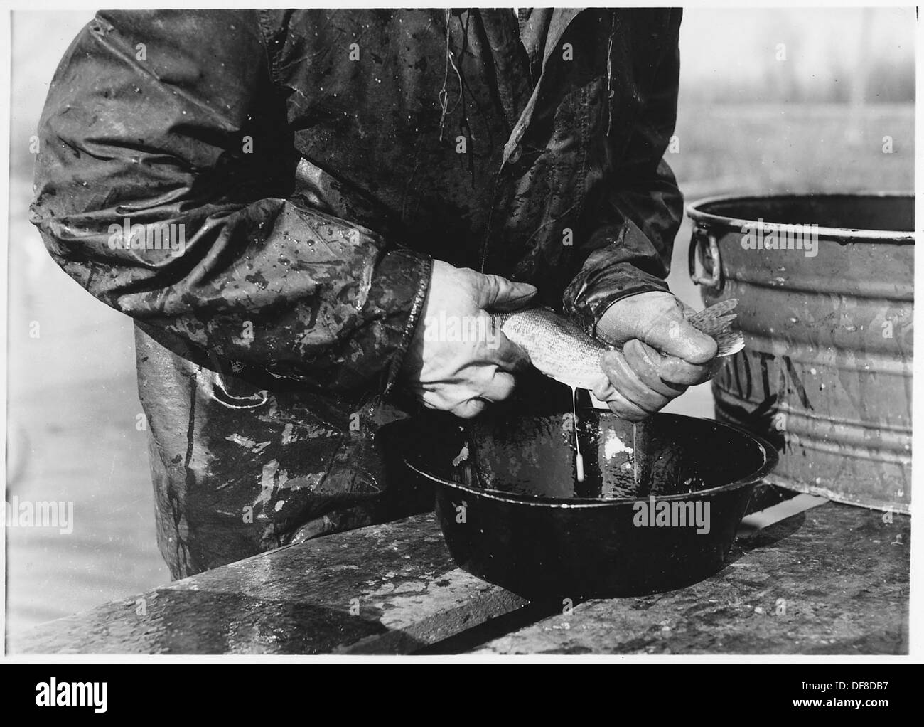 Spawning operations for wall-eyed pike are shown in this image. The ...