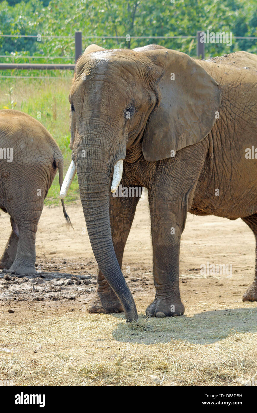 Elephant enclosure zoo hi-res stock photography and images - Alamy