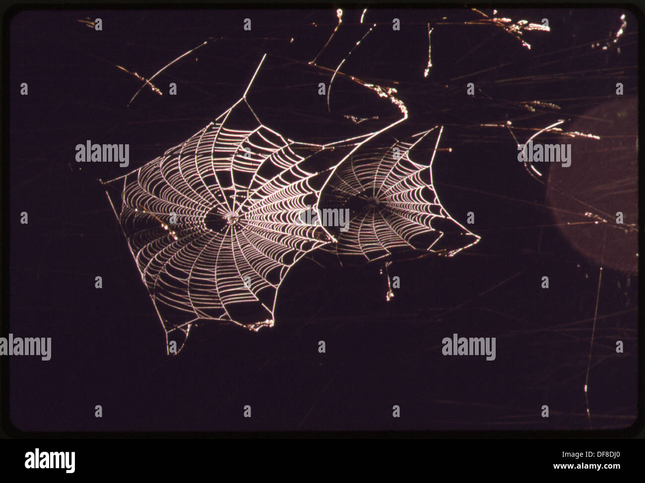 Spiders are not insects hi-res stock photography and images - Alamy