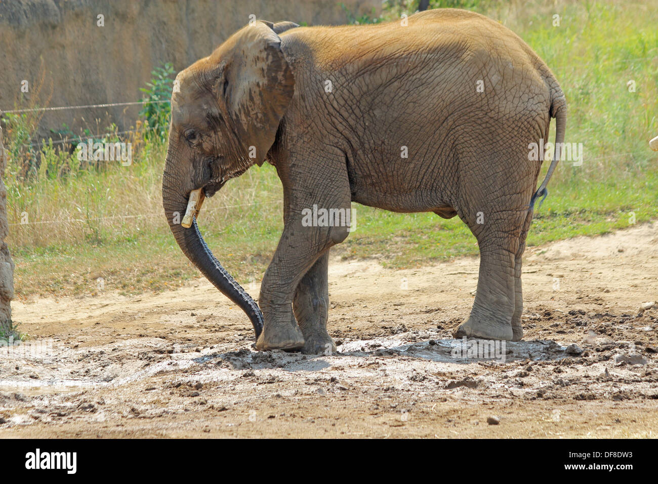 Elephant enclosure zoo hi-res stock photography and images - Alamy