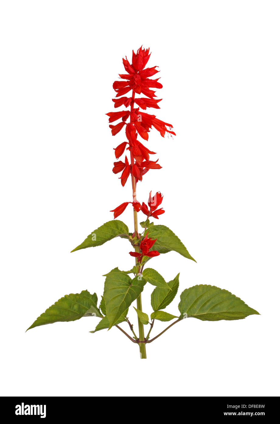 Red and white salvia Cut Out Stock Images & Pictures - Alamy