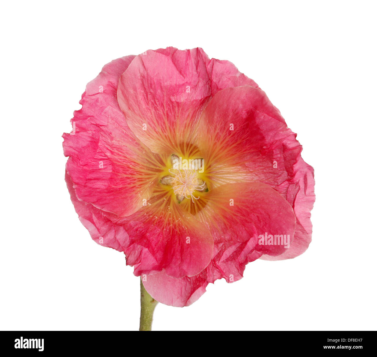 Alcea rosea flower Cut Out Stock Images & Pictures - Alamy