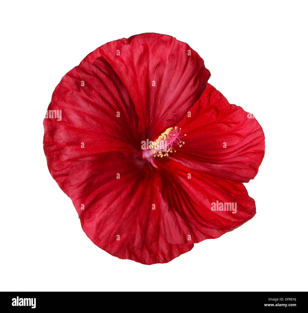 Single flower of a deep red hibiscus (Hibiscus moscheutos hybrid, swamp ...