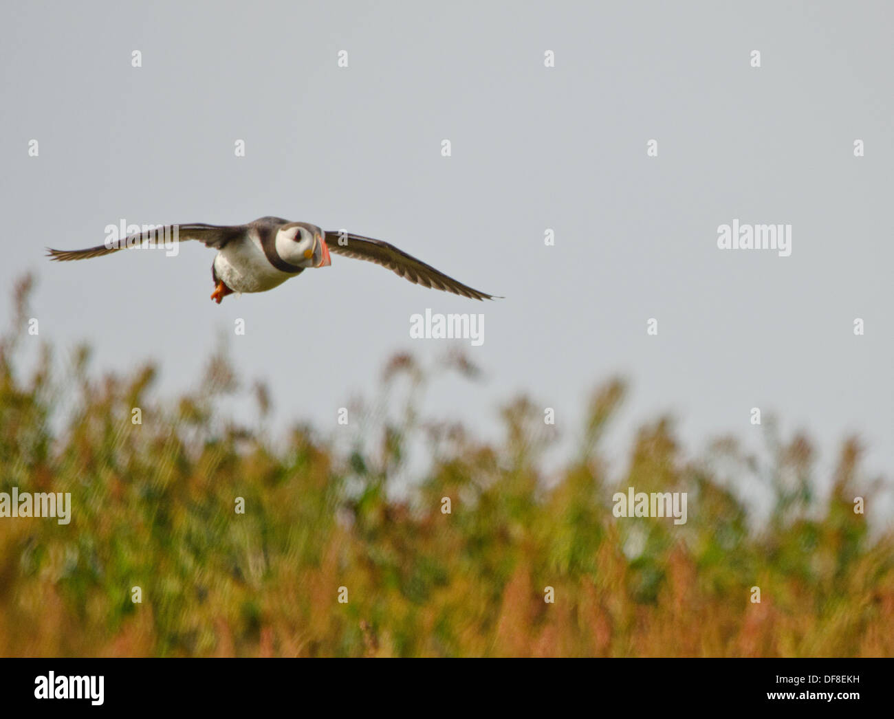 Puffin in flight Stock Photo - Alamy