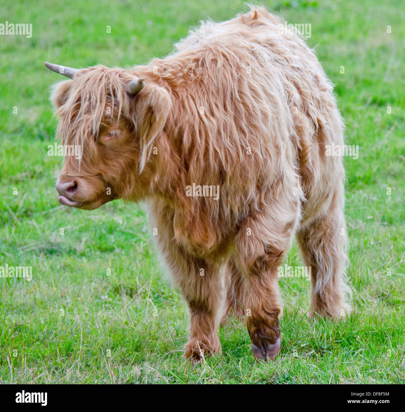 Tan highland hi-res stock photography and images - Alamy