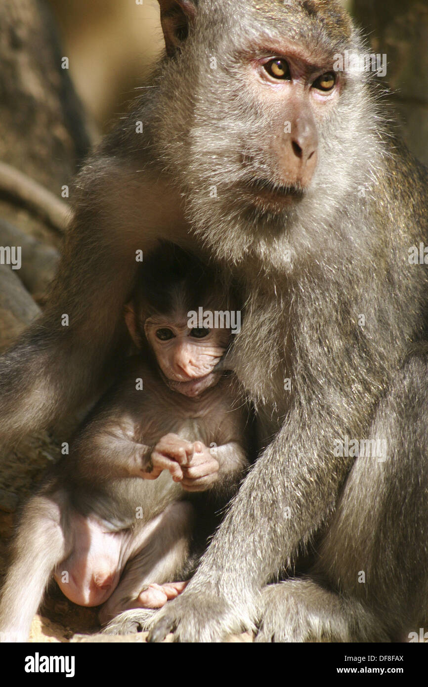 Lombok fauna hi-res stock photography and images - Alamy